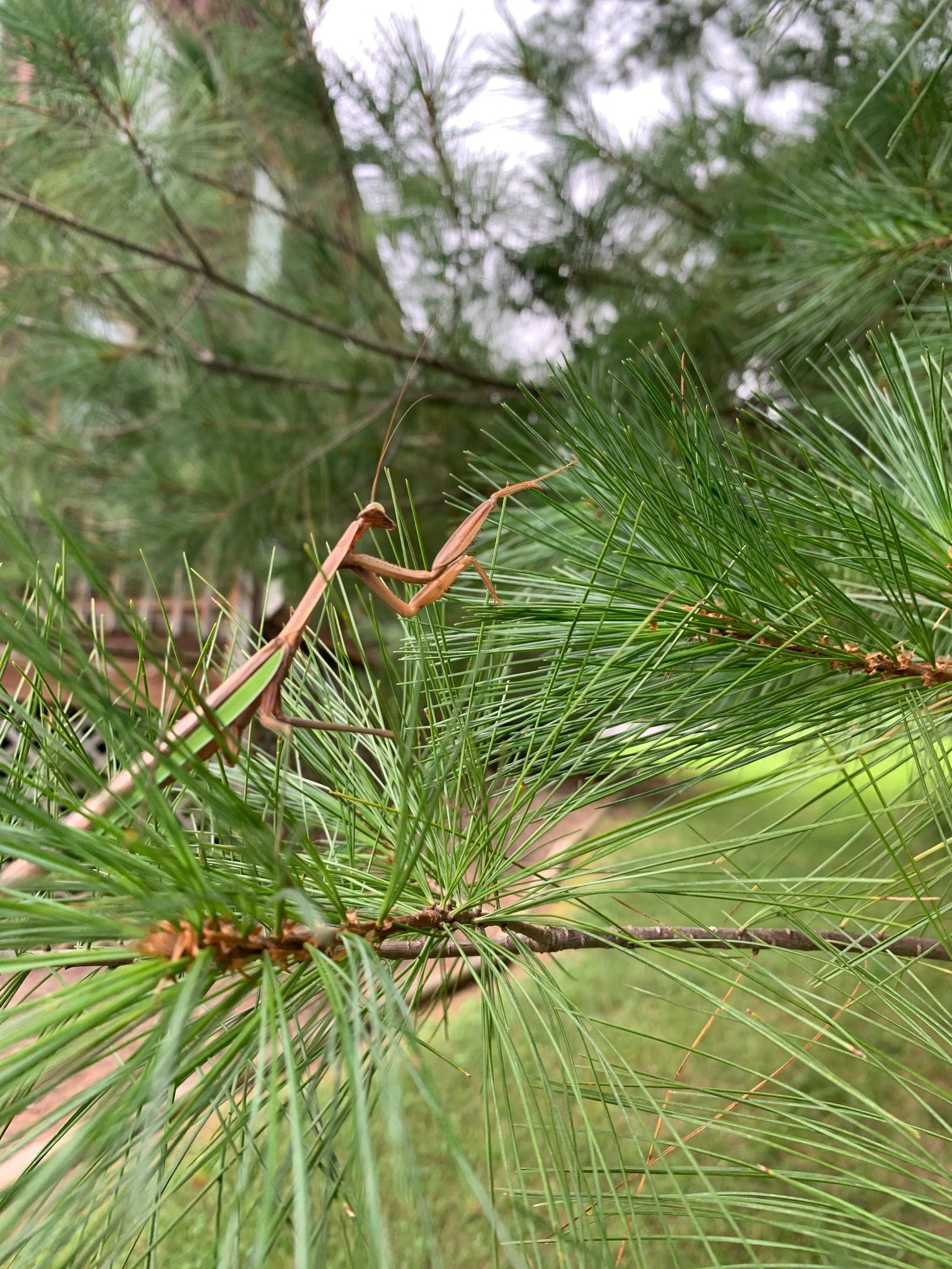 blog praying mantis 1 – colleen arnold